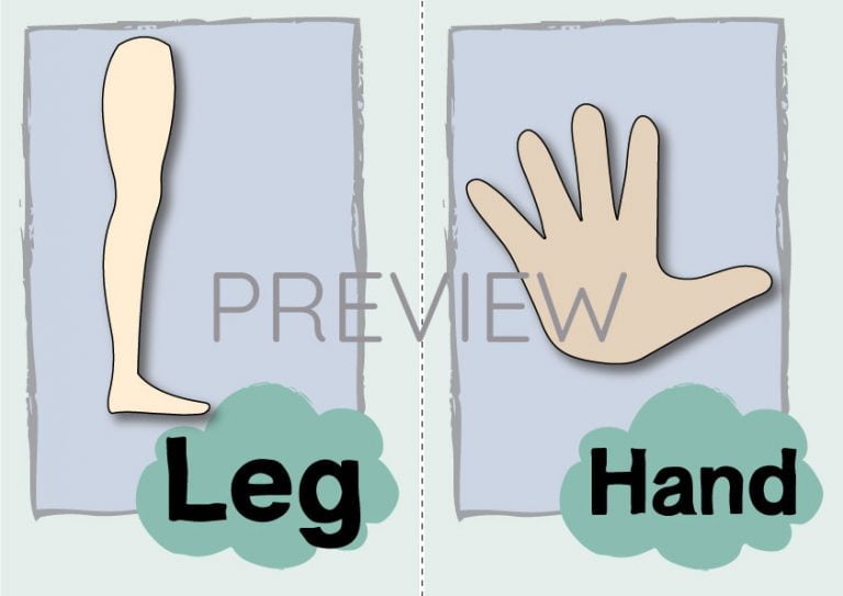 Leg and Hand Flashcard | Gru Languages