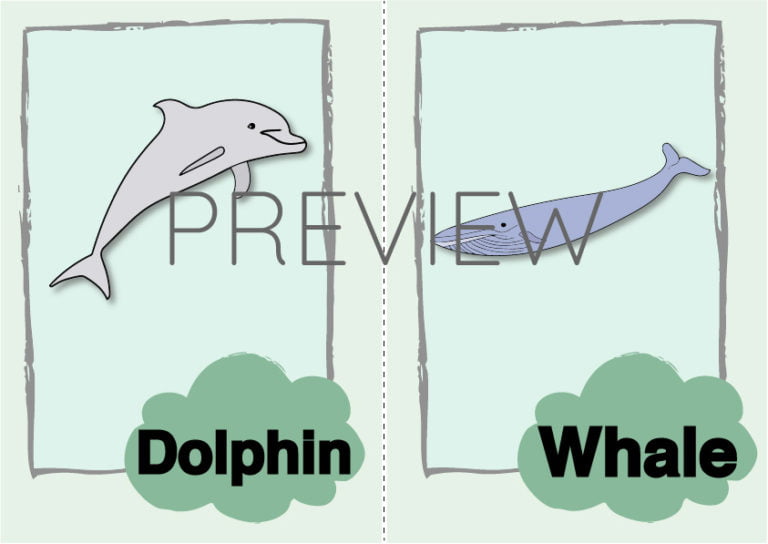 Dolphin and Whale Flashcard | Gru Languages